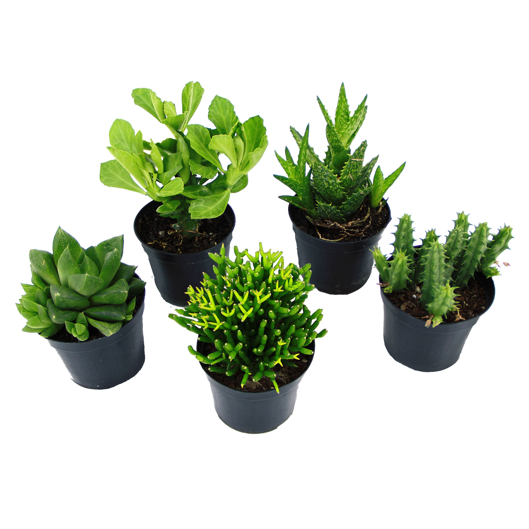 Planta Mini SUCULENTA Pote 06 - Angeloni Supermercado