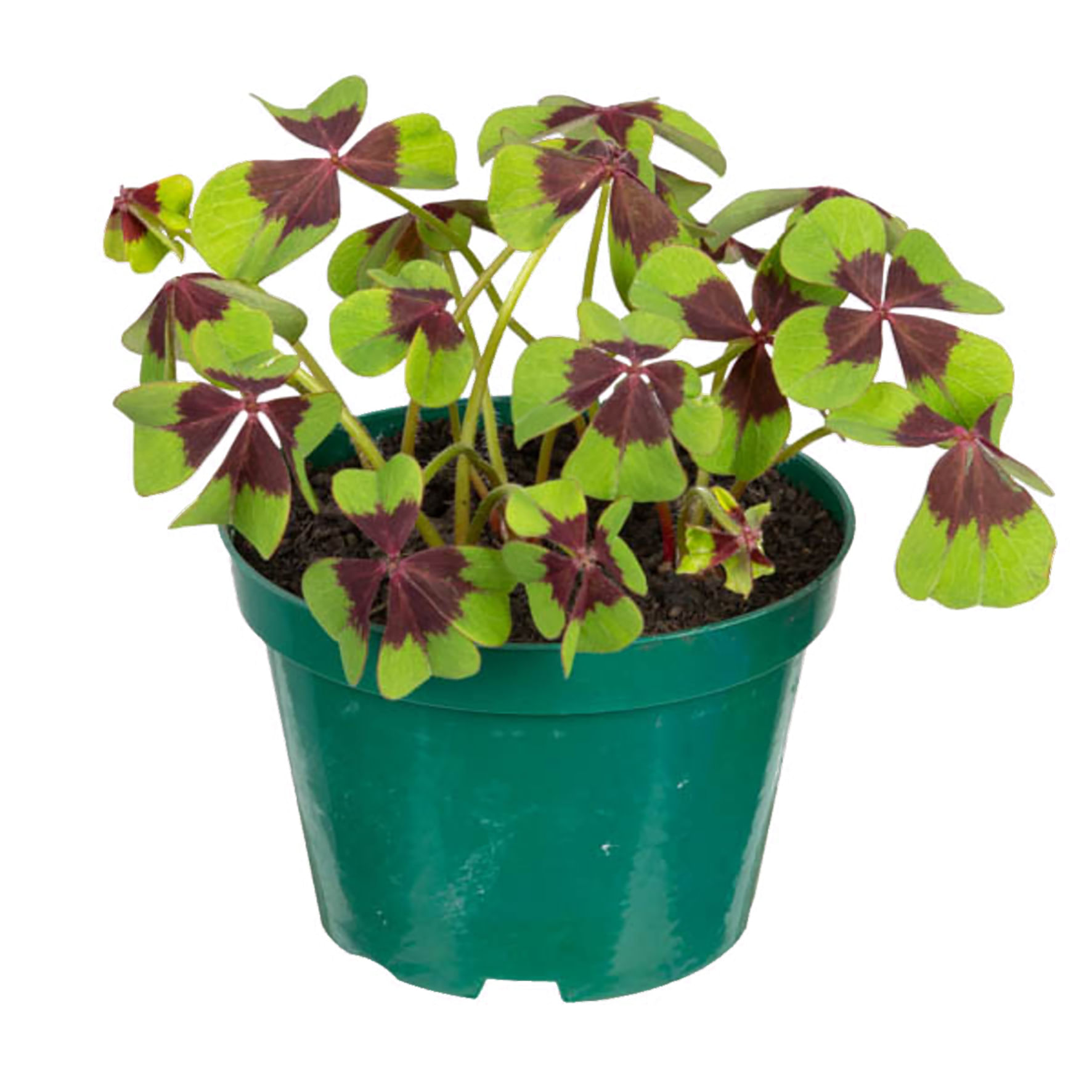 Planta TREVO-DE-QUATRO-FOLHAS Pote 11